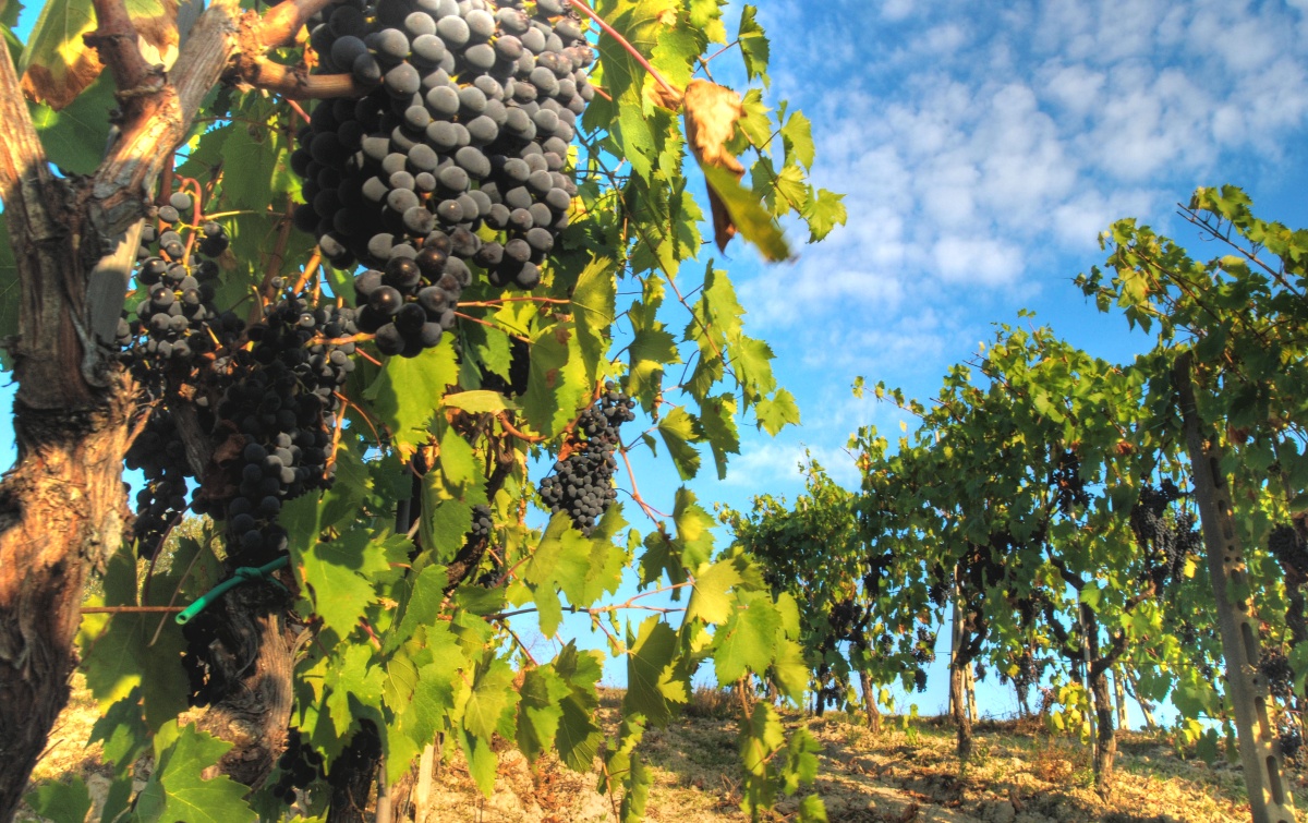 Wine tasting and tours of vineyards